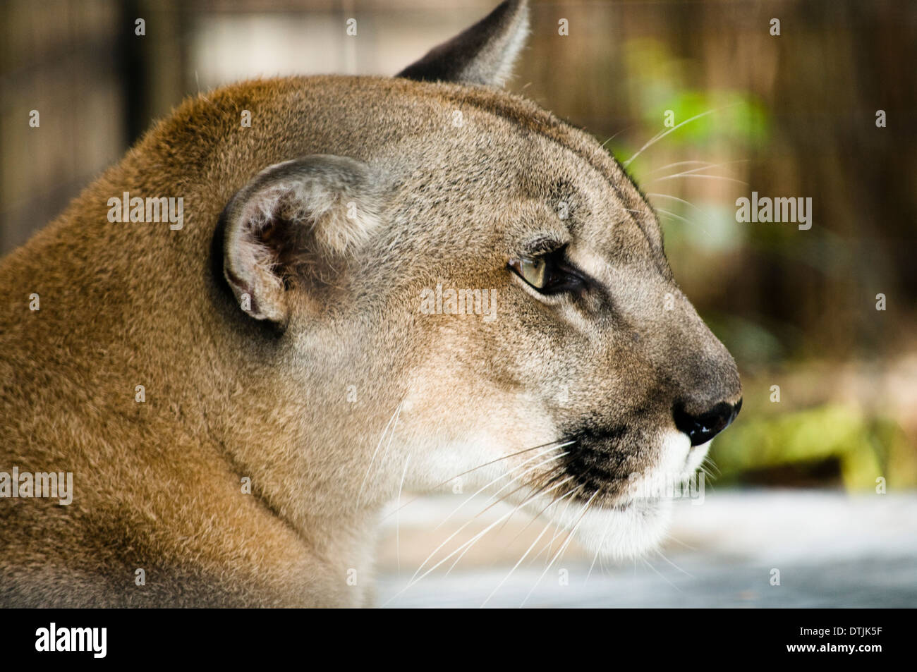 Cougar kitten puma concolor hi-res stock photography and images - Alamy