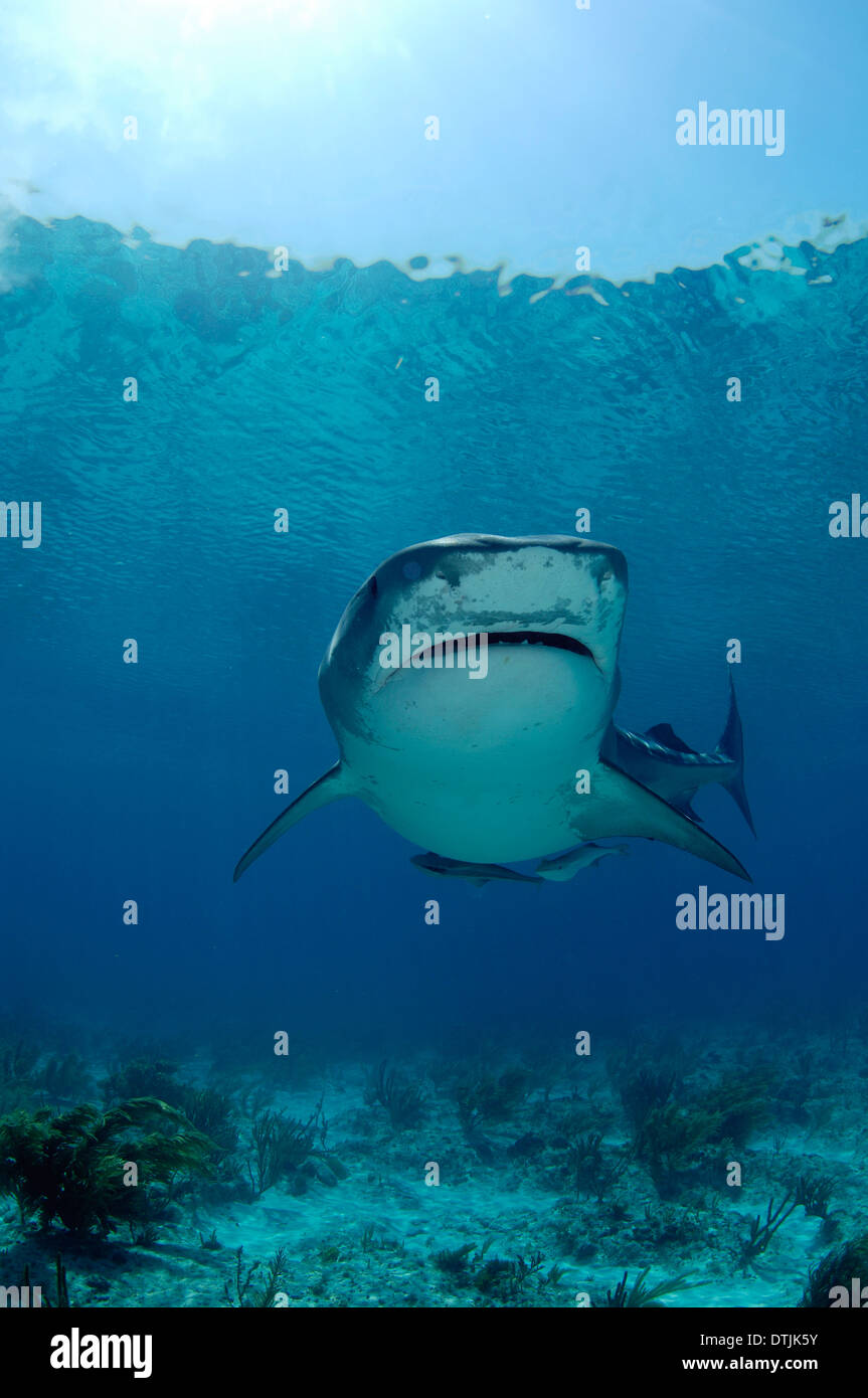 Tiger shark attack hi-res stock photography and images - Alamy