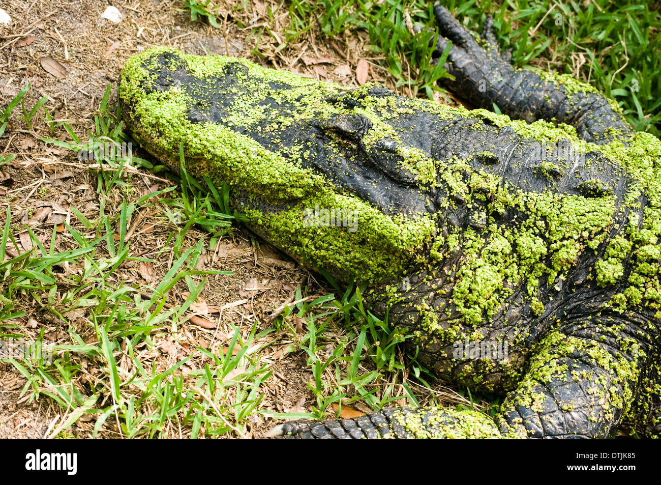 Alligator in algae hi-res stock photography and images - Alamy