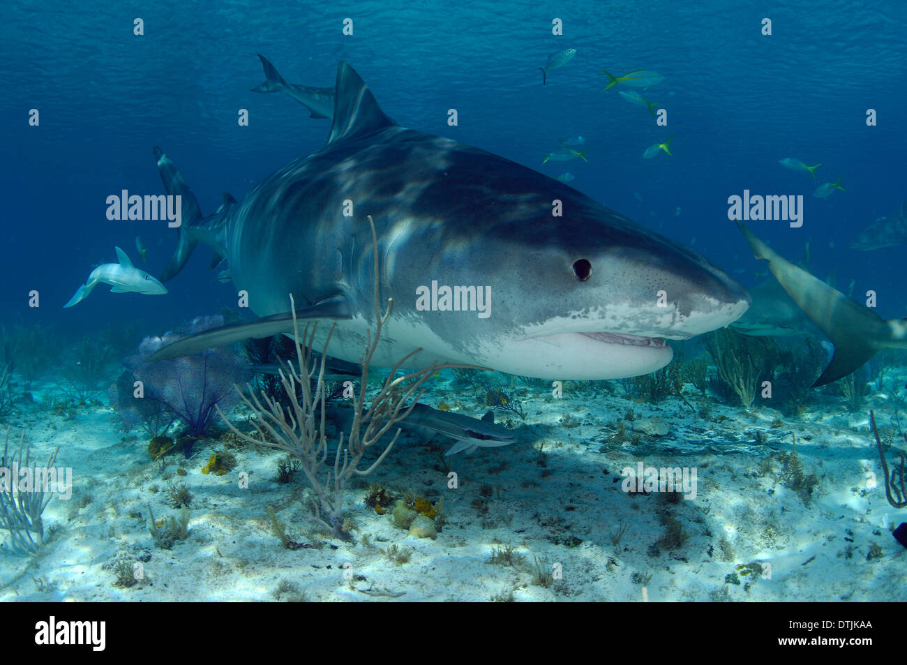 Tiger shark attack hi-res stock photography and images - Alamy
