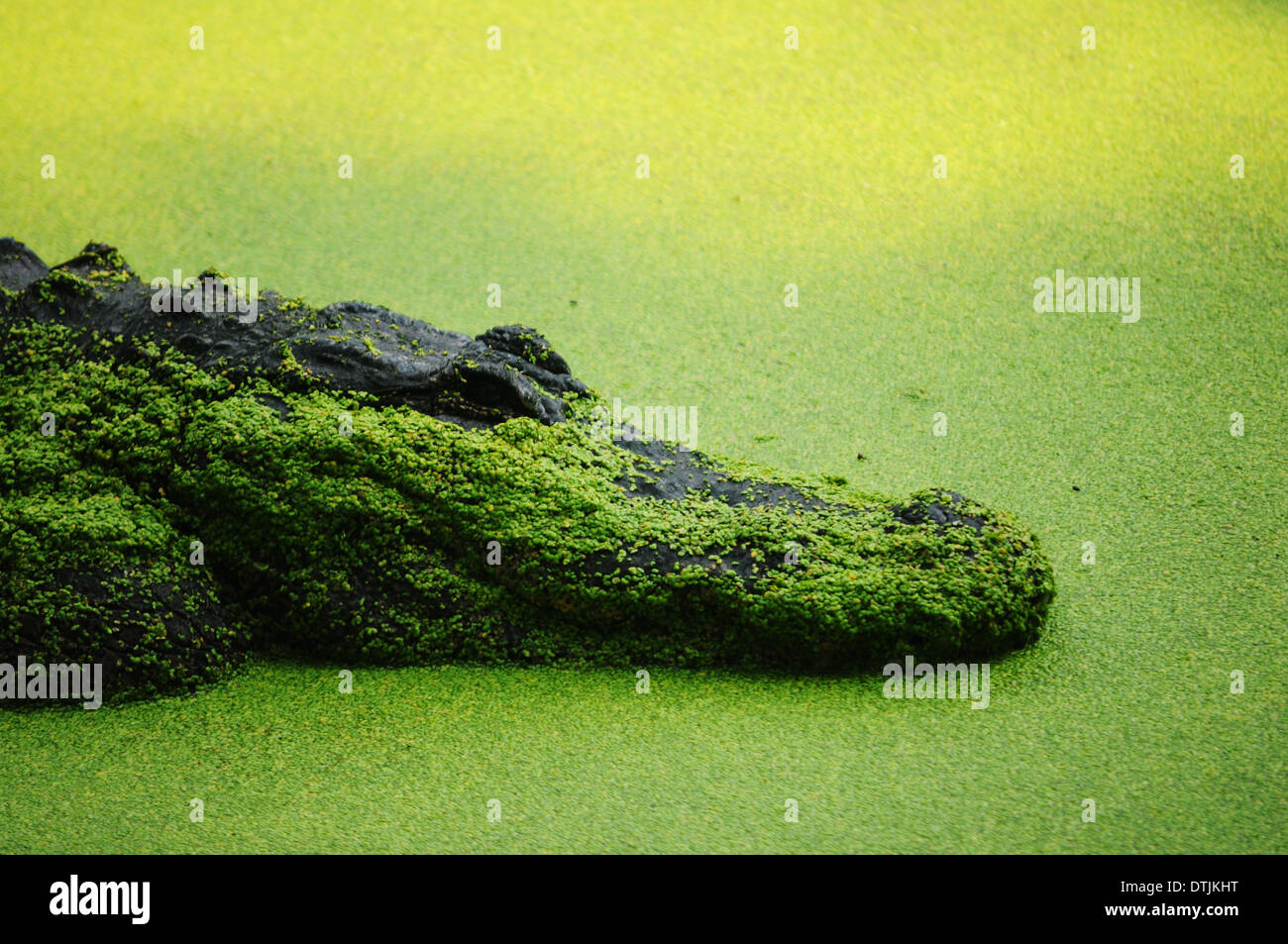 Alligator in algae hi-res stock photography and images - Alamy