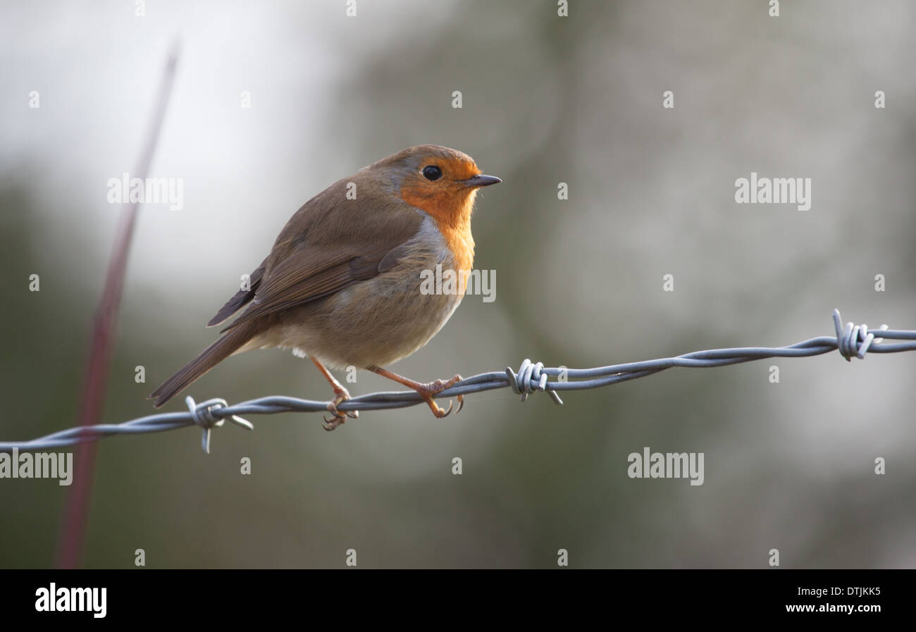 A robin on a barbed wire fence Stock Photo - Alamy