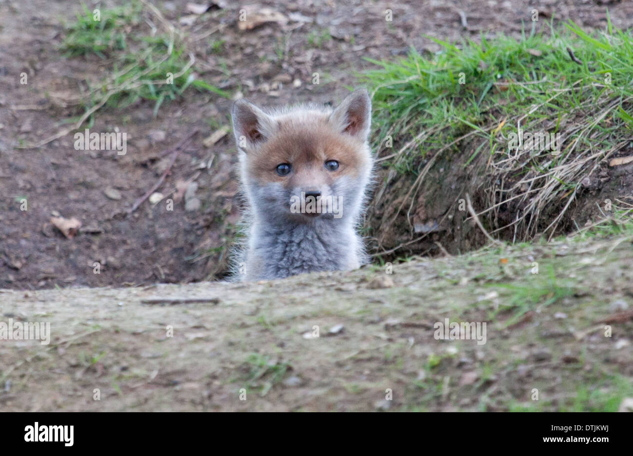six week old fox cub Stock Photo - Alamy