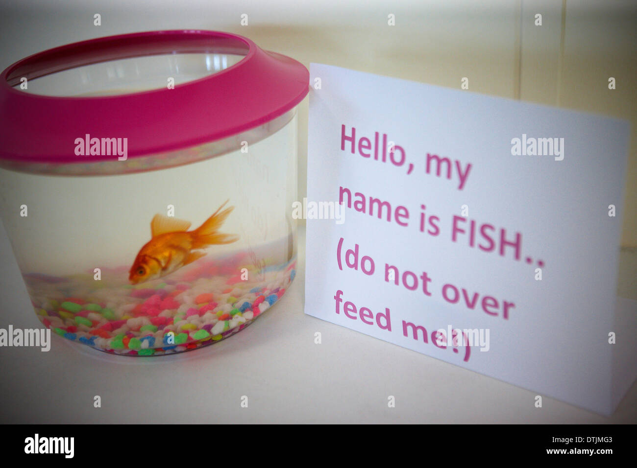 GOLD FISH "HELLO MY NAME IS FISH DO NOT OVER FEED ME Stock Photo - Alamy