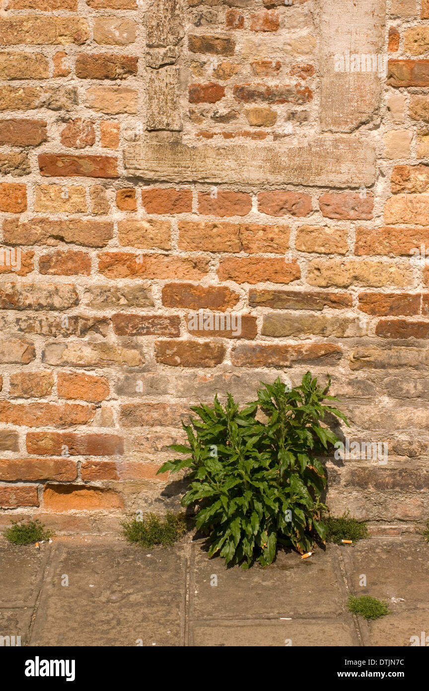Weeds Wall Stock Photos & Weeds Wall Stock Images - Alamy