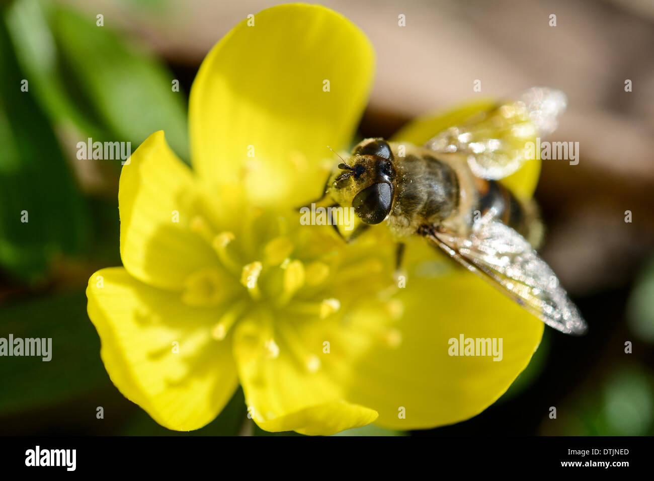 Weiden, Germany. 18th Feb, 2014. A drone fly (lat. Eristalis tenax ...