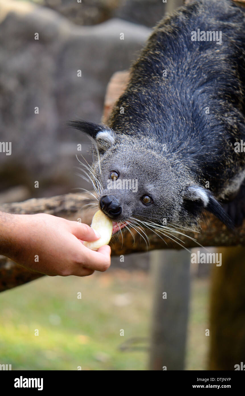 hand feeding beautiful Binturong also known as Bearcat (Arctictis ...