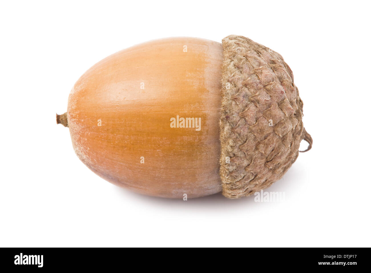 Beautiful macro photo of acorn, isolated on white background Stock ...