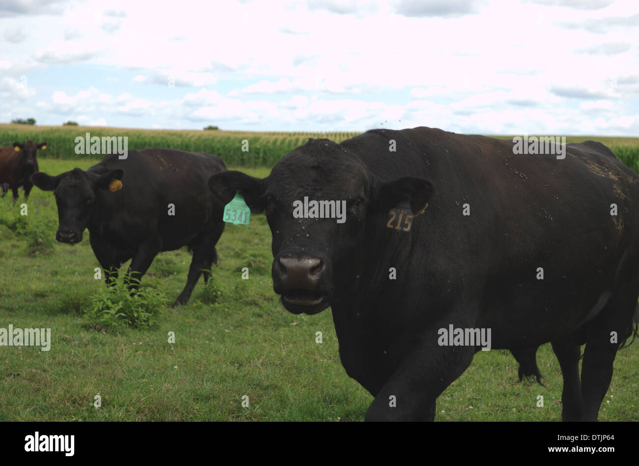 Aberdeen Angus Steers Stock Photo - Alamy