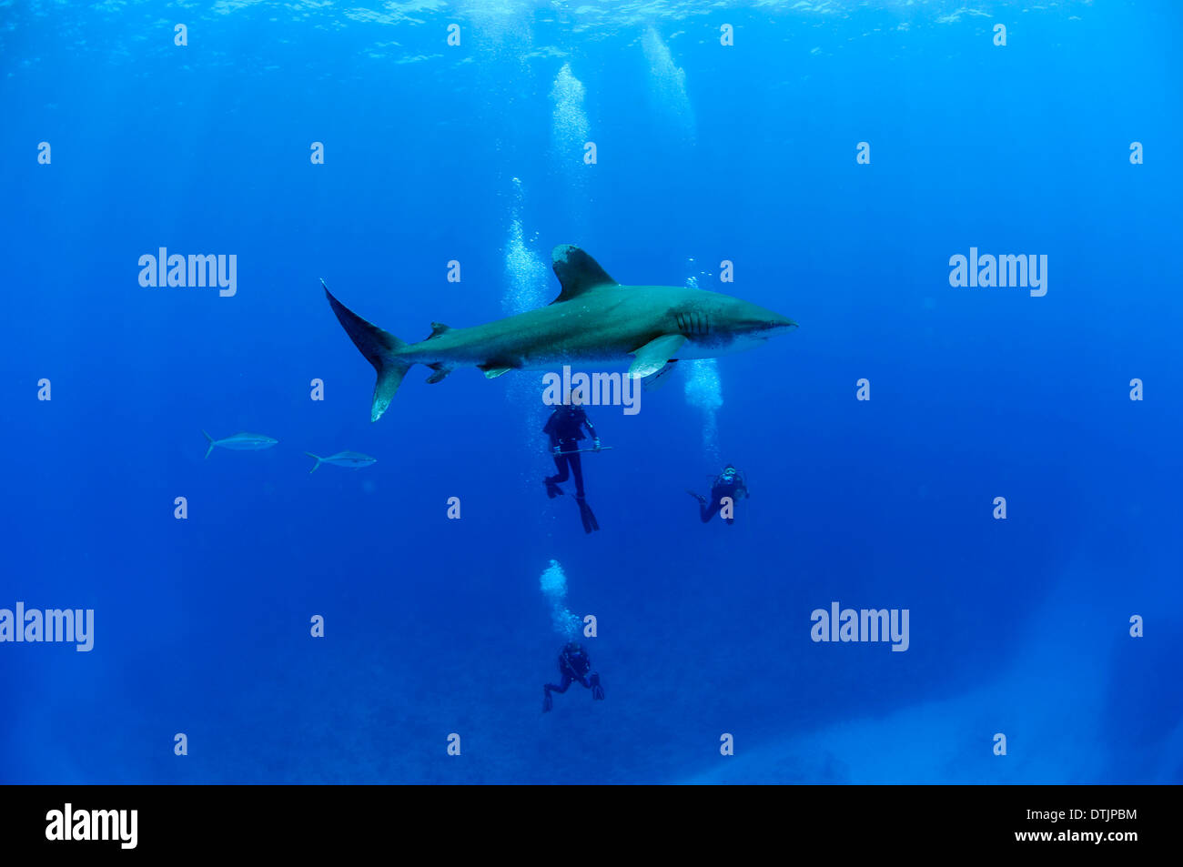 Oceanic whitetip shark Stock Photo - Alamy