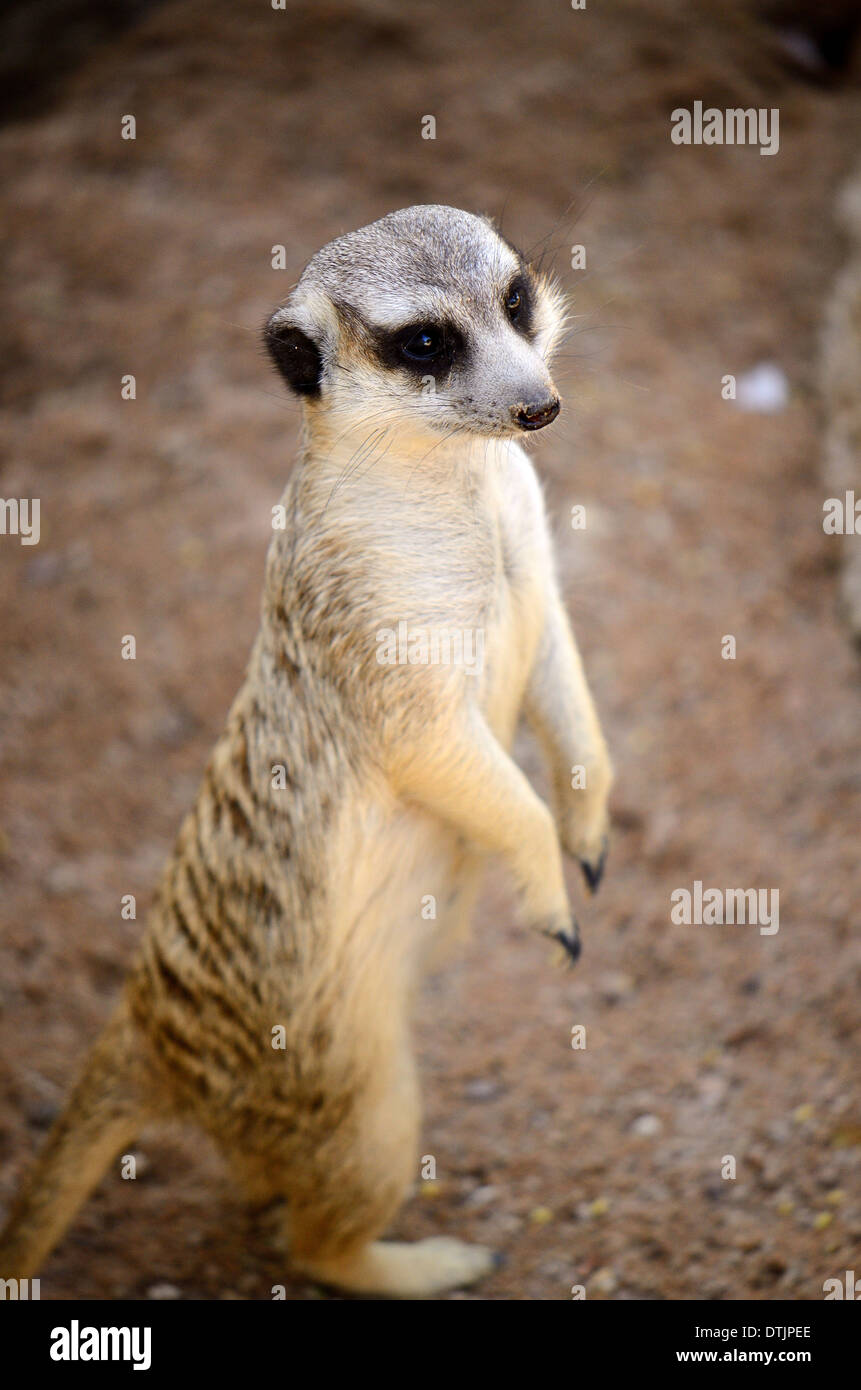 Beautiful meerkat hi-res stock photography and images - Alamy