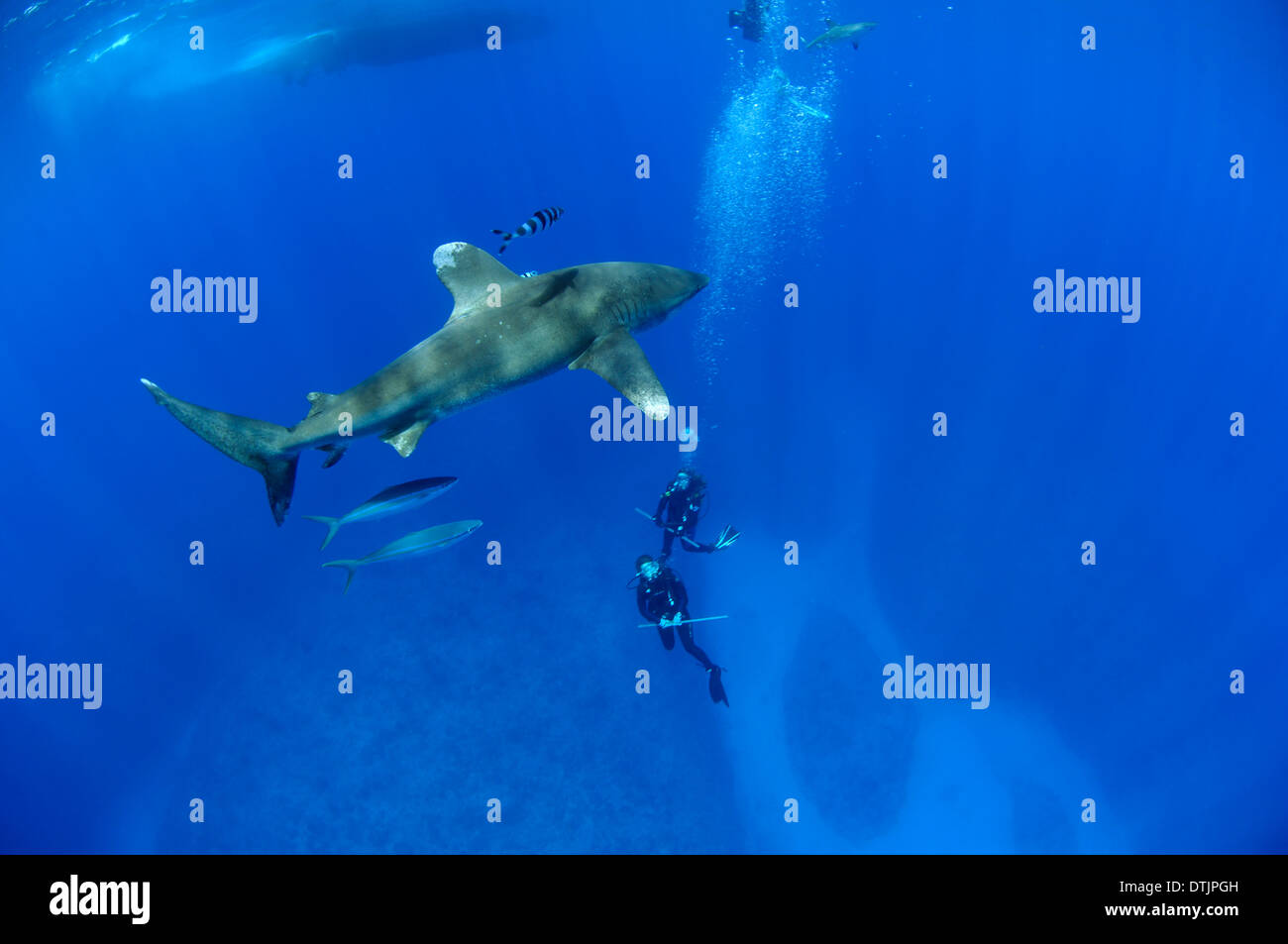 Oceanic whitetip shark Stock Photo - Alamy