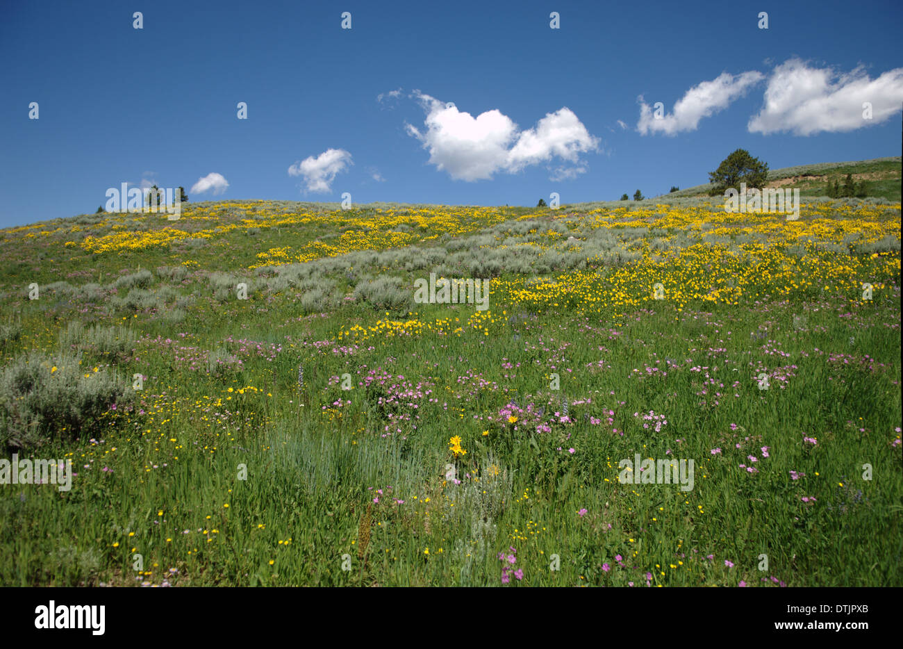 Wild flowers in Yellowstone Stock Photo - Alamy