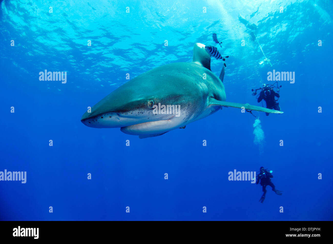 Oceanic whitetip shark Stock Photo - Alamy