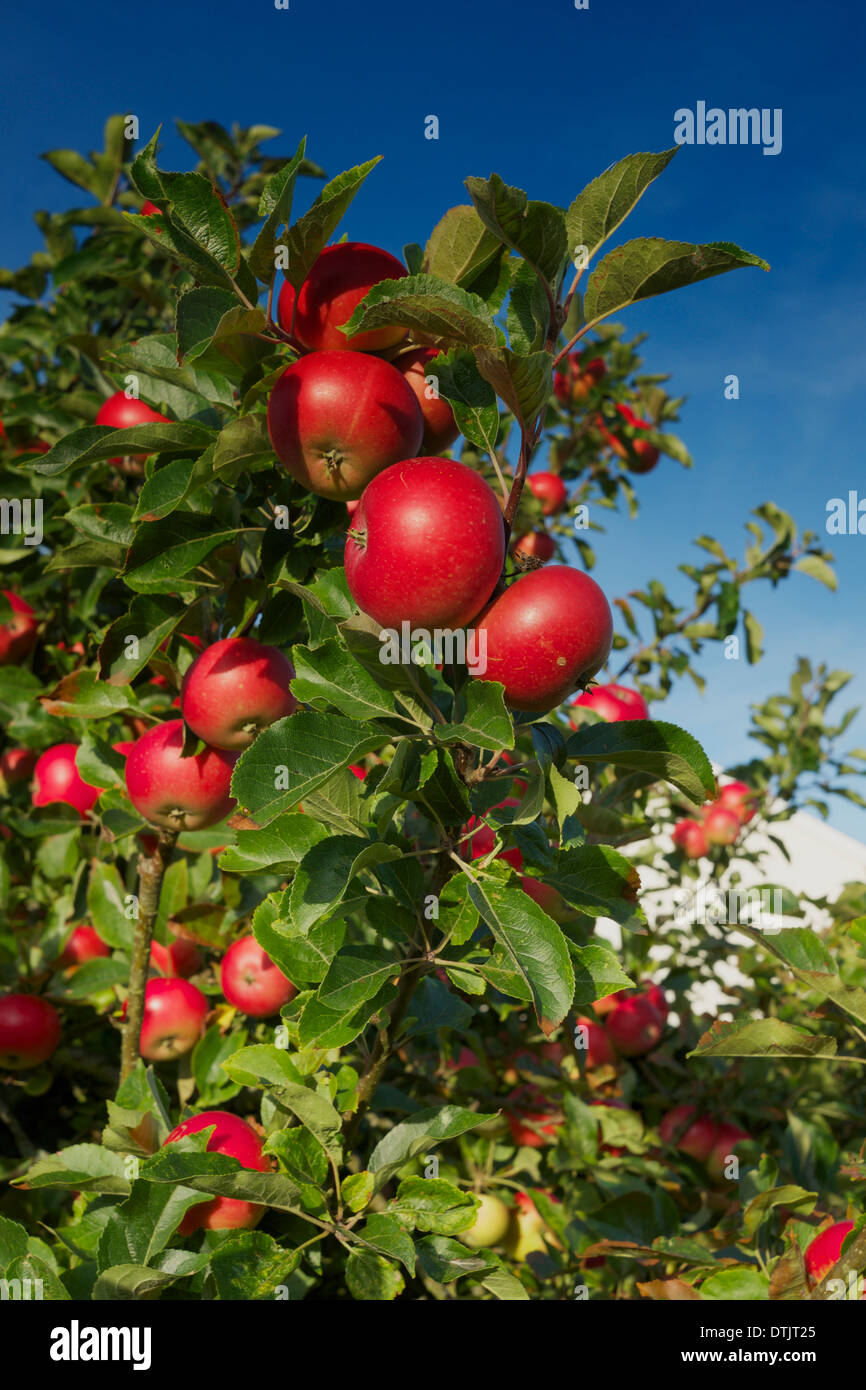 Fruit Bearing Trees Stock Photos & Fruit Bearing Trees Stock Images - Alamy