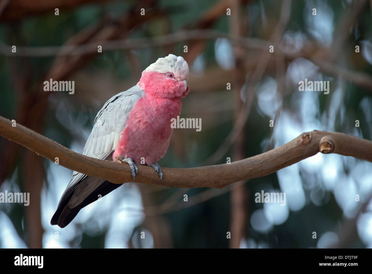 Galah (Eolophus roseicapillus Stock Photo - Alamy