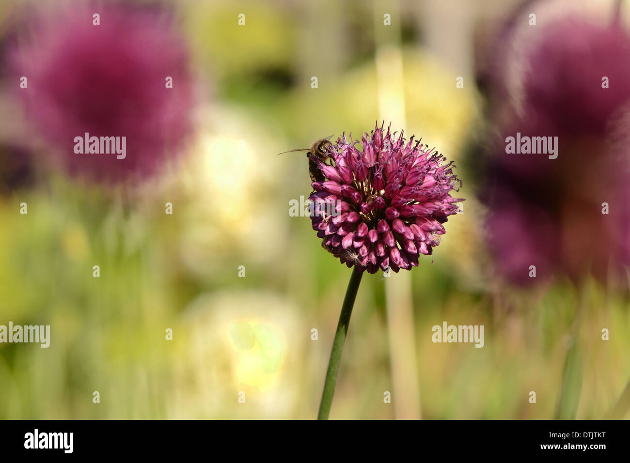 Allium and bee Stock Photo - Alamy