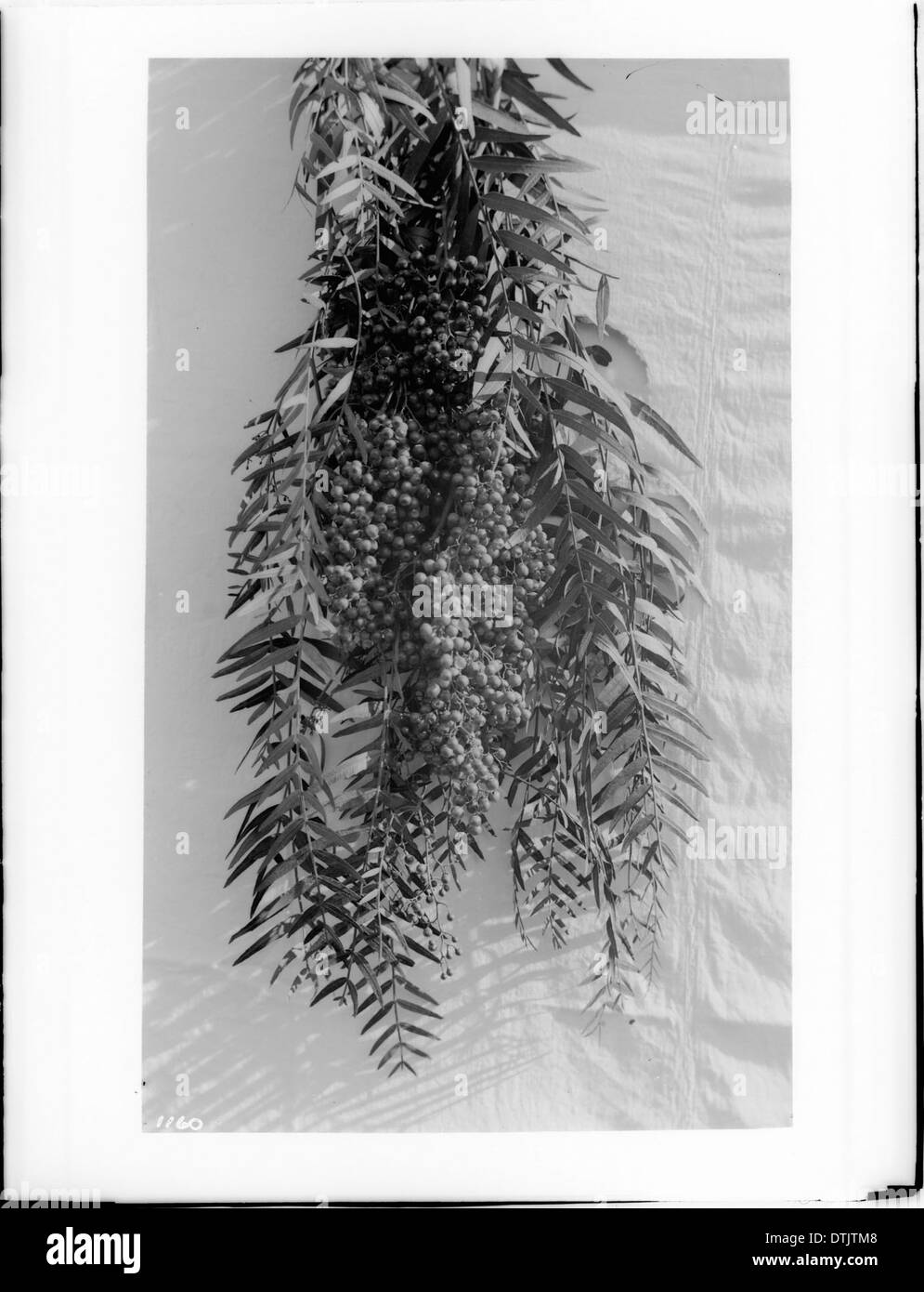 Trees berries Black and White Stock Photos & Images - Alamy