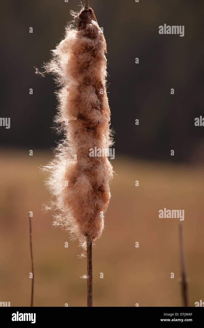 bull rush cat tail plant with leaves and flower head at Graasten ...