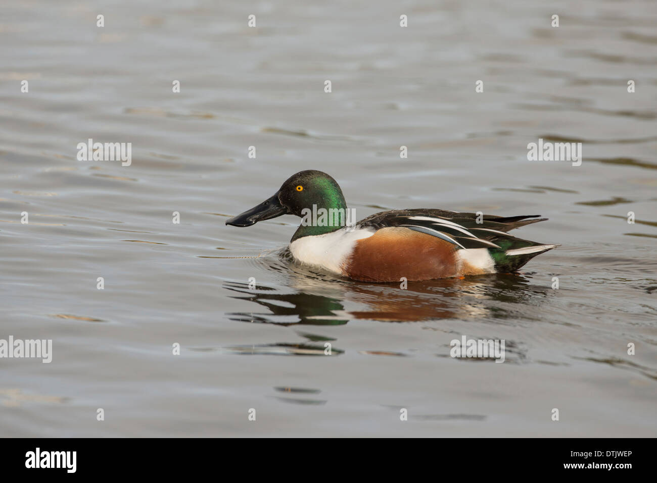 Shoveler bird uk hi-res stock photography and images - Alamy