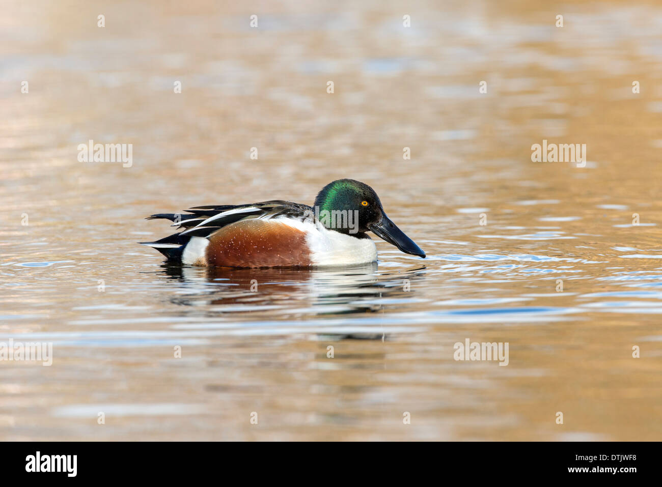 Shoveler bird uk hi-res stock photography and images - Alamy