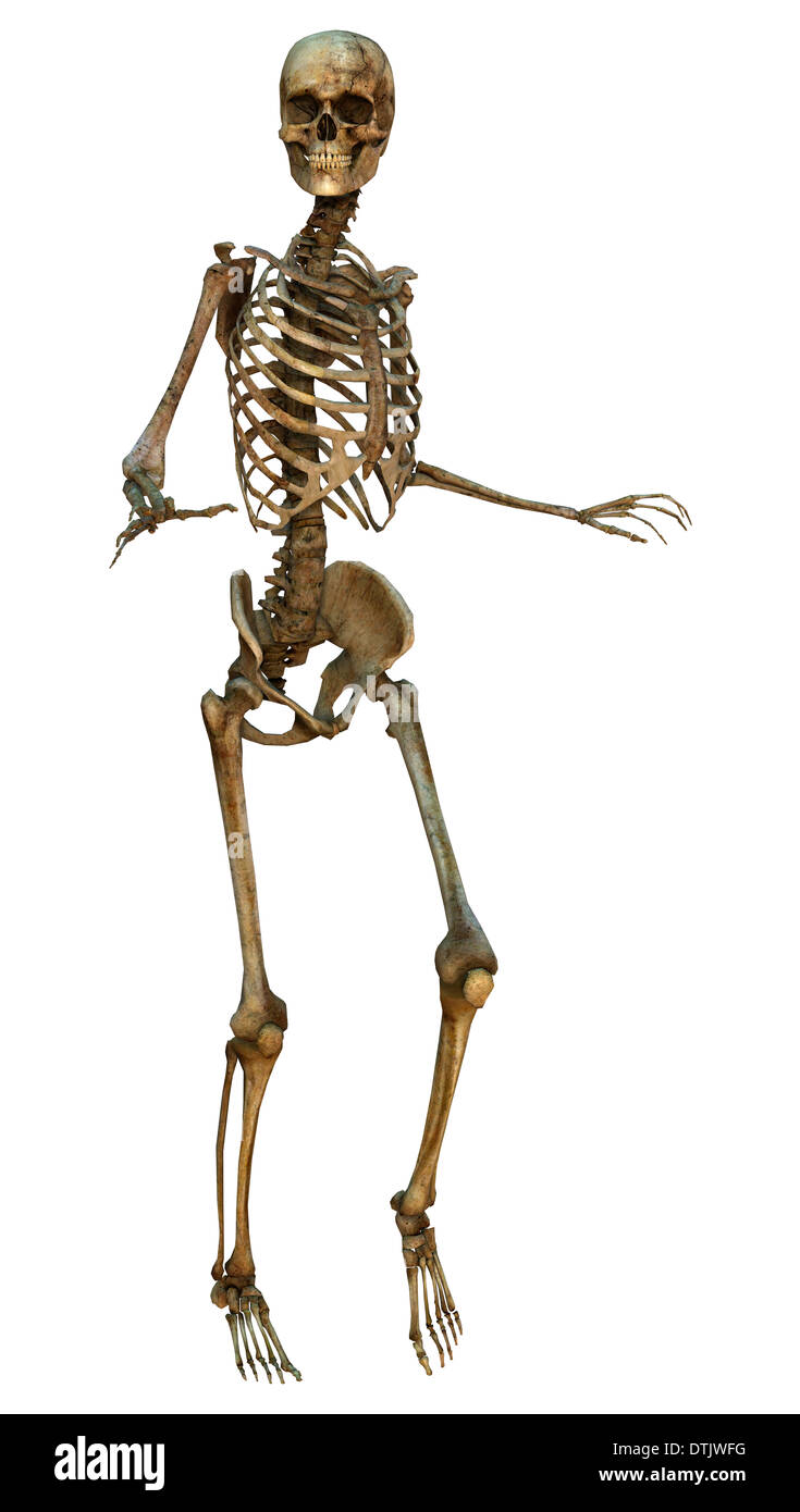 3D digital render of an old human skeleton isolated on white background ...