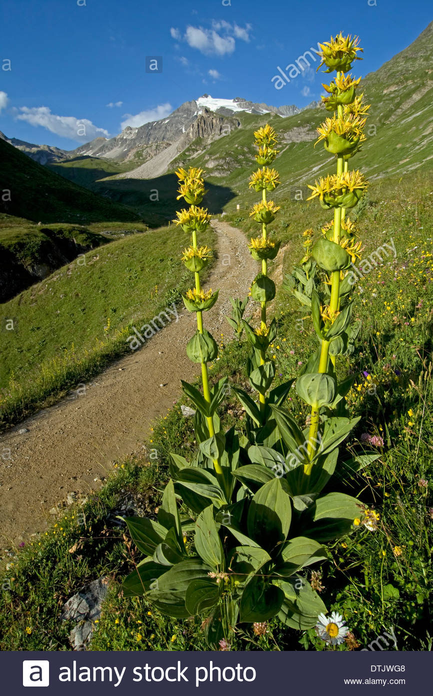 Yellow Gentian Gentiana Lutea High Resolution Stock Photography and ...