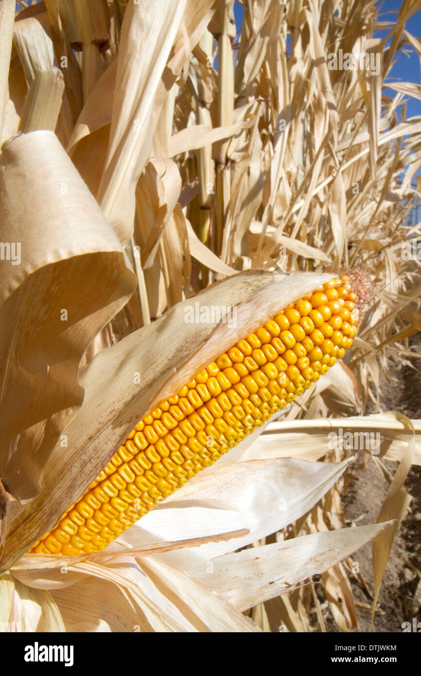 Crop of ripe dent corn hi-res stock photography and images - Alamy