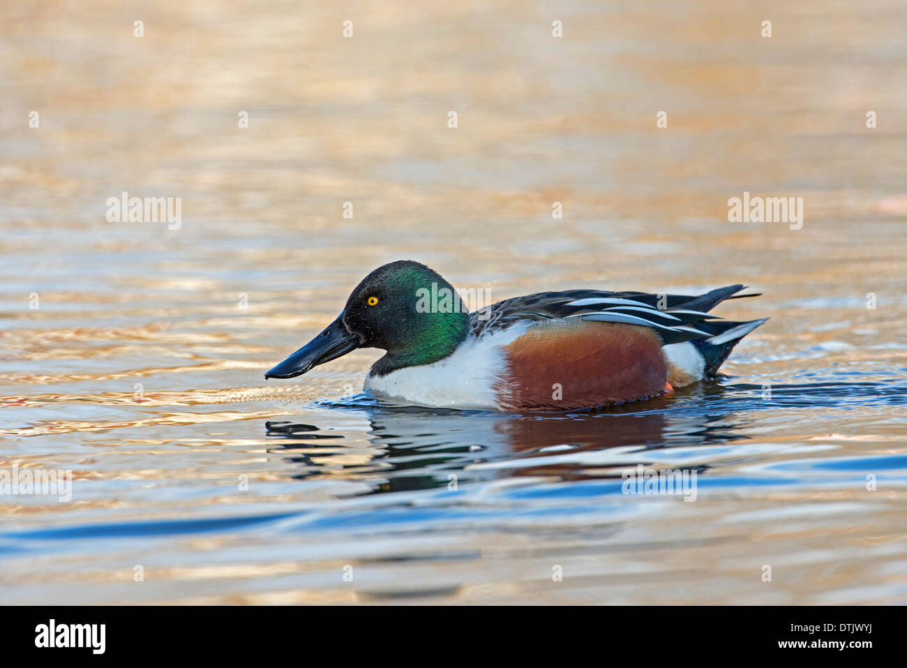 Shoveler bird uk hi-res stock photography and images - Alamy