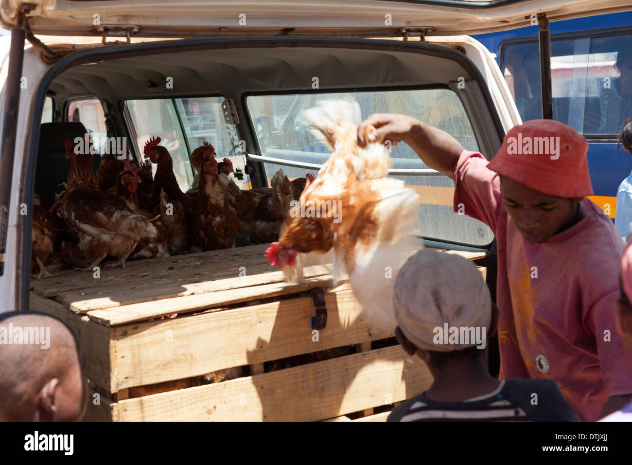 Person holding chicken hi-res stock photography and images - Alamy