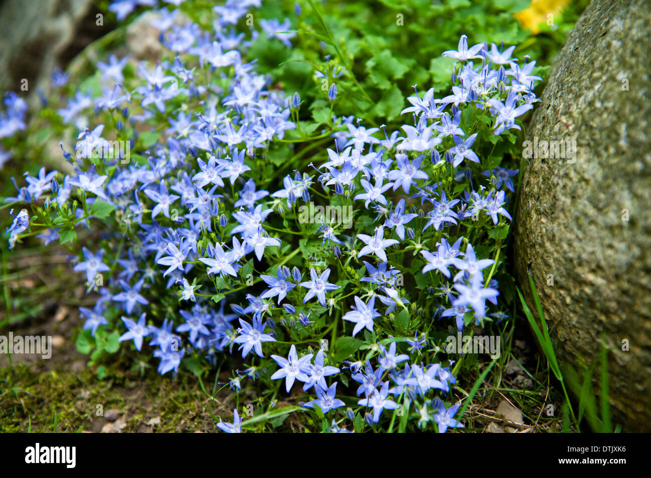 Small blue flower Stock Photo - Alamy