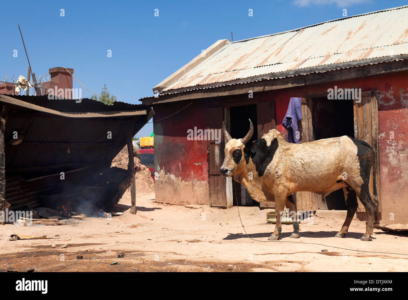White zebu cows hi-res stock photography and images - Alamy