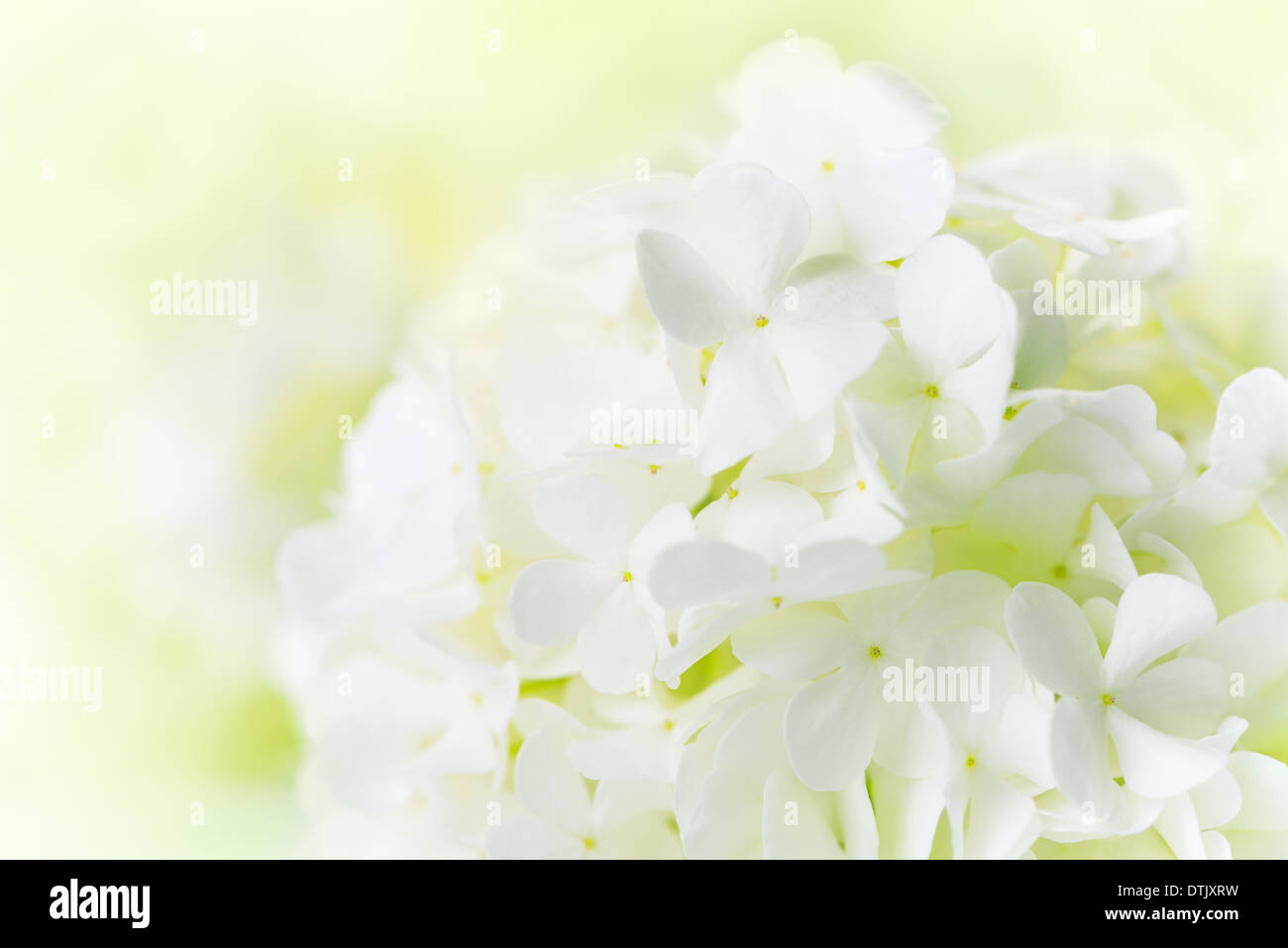 Group of hydrangea flower hi-res stock photography and images - Alamy