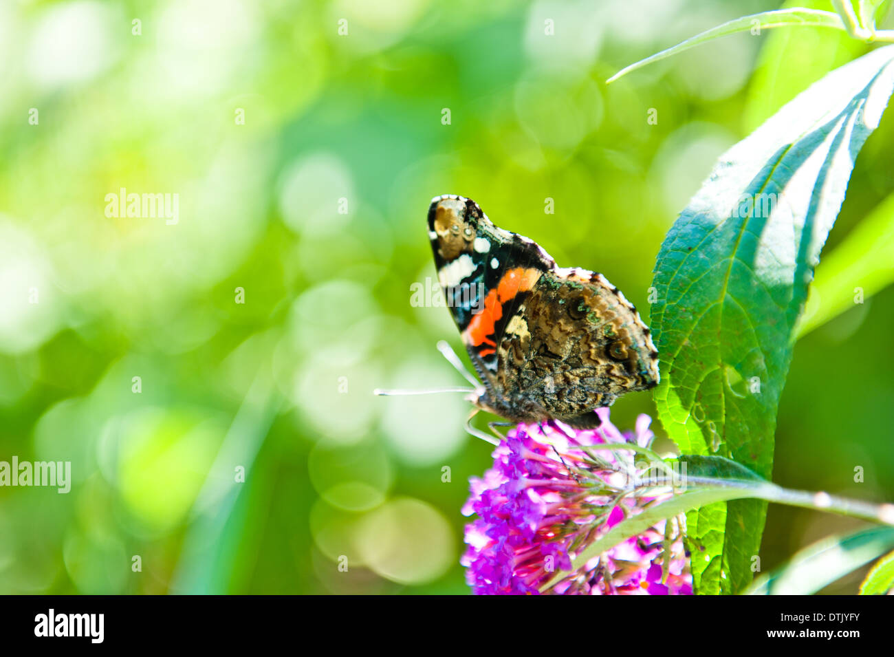 Butterly on leaves hi-res stock photography and images - Alamy
