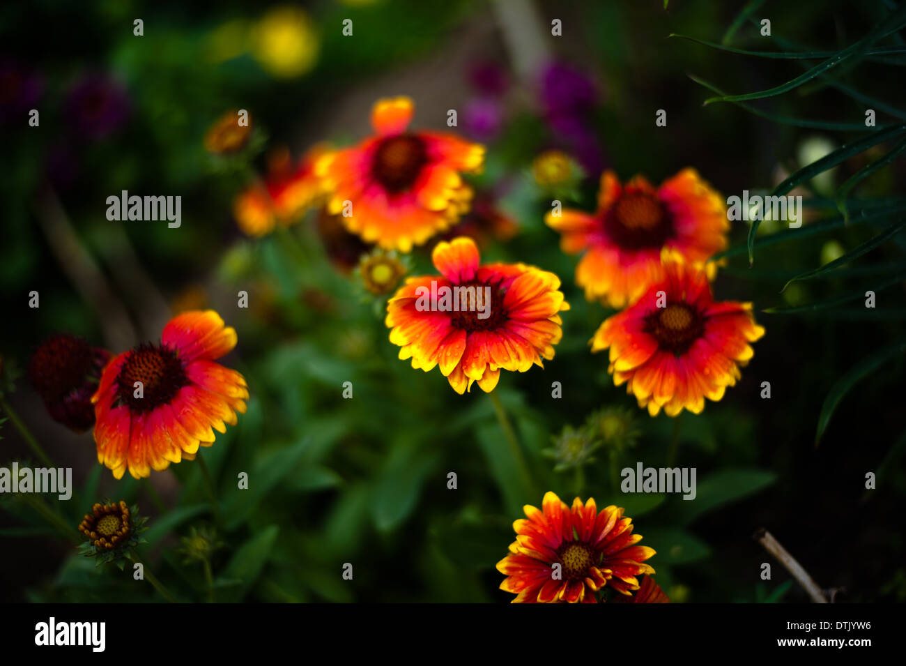 Small orange flowers Stock Photo - Alamy