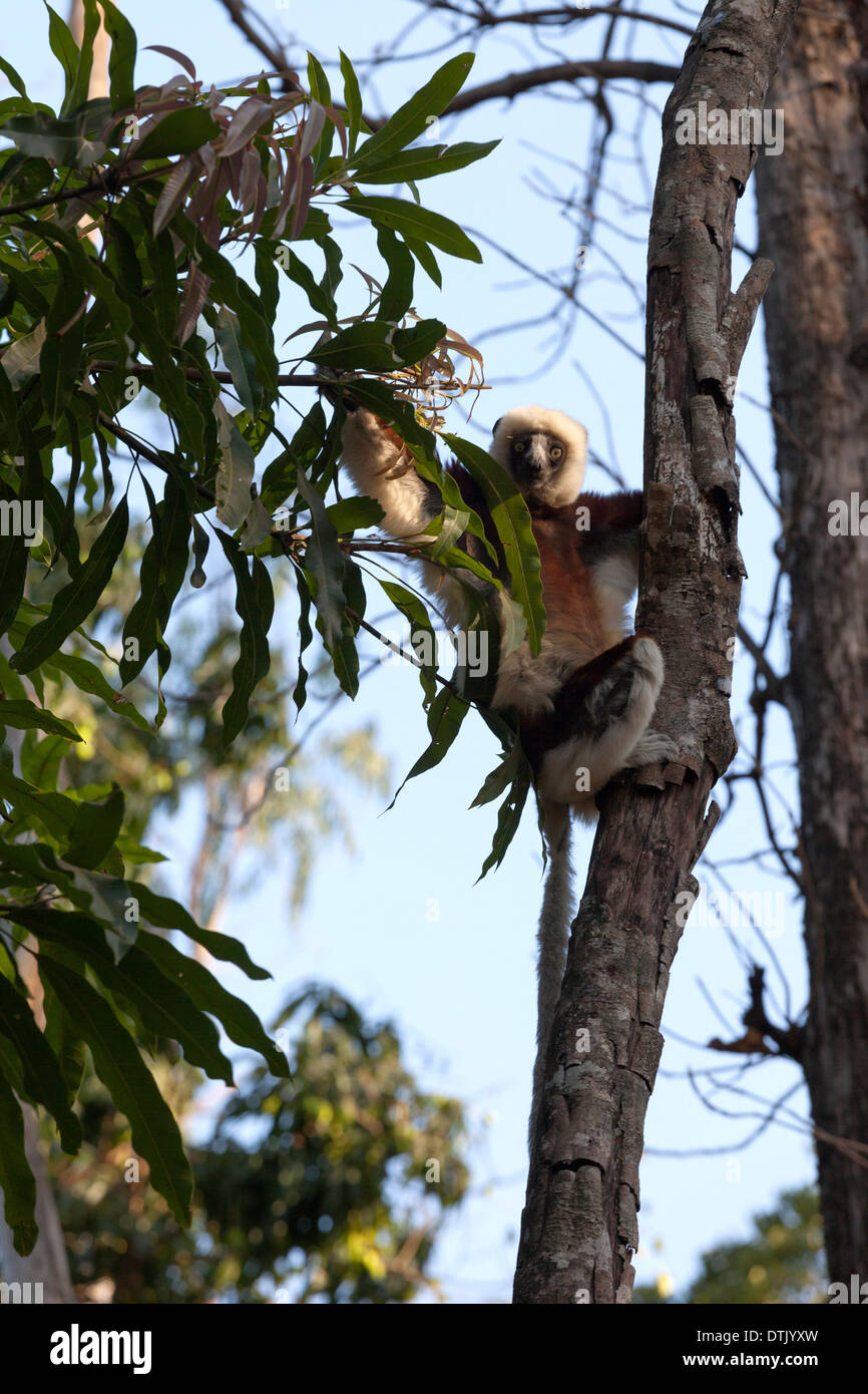 Coquerel-Sifaka; Propithecus coquereli Stock Photo - Alamy