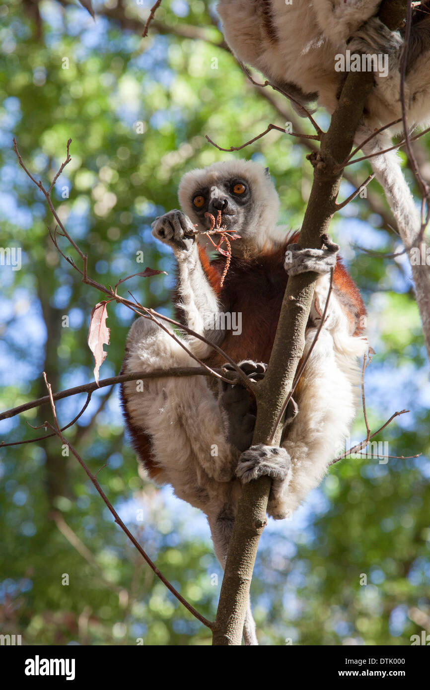 Coquerel-Sifaka; Propithecus coquereli Stock Photo - Alamy