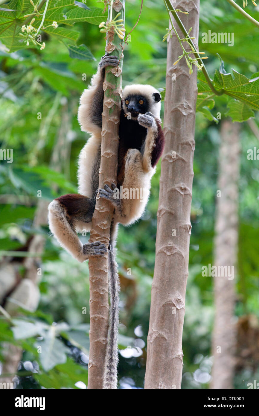Coquerel-Sifaka; Propithecus coquereli Stock Photo - Alamy