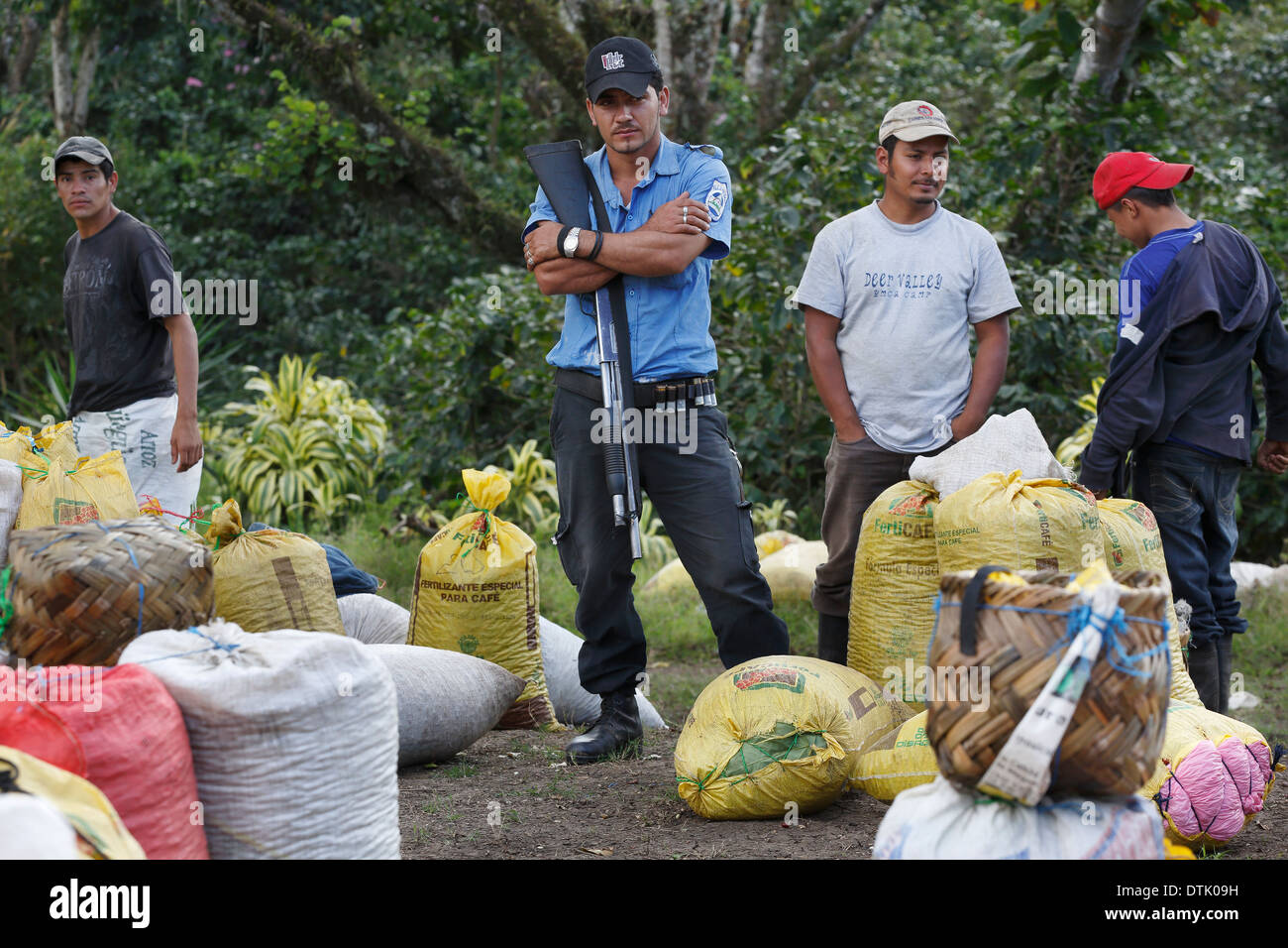 An armed security guard stands with a coffee harvest workers, northwest ...