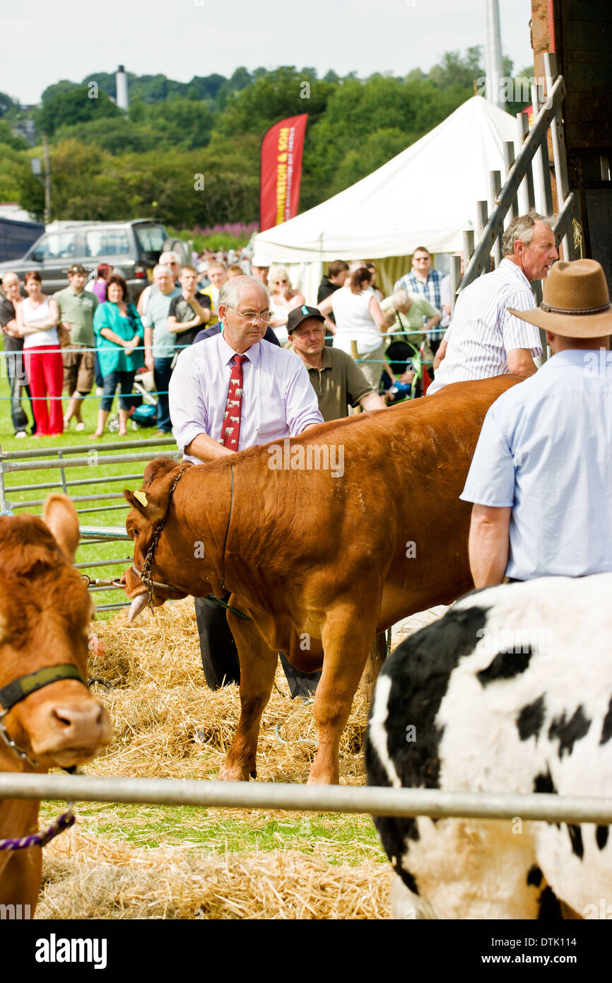 Farmers attending to distressed cattle on a hot summers day at ...