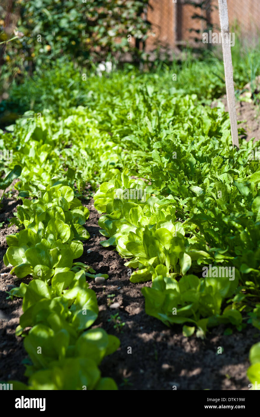 Red bibb lettuce hi-res stock photography and images - Alamy
