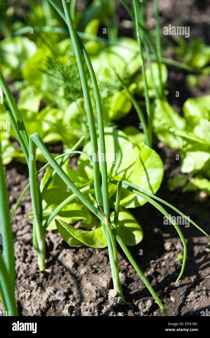 Red Bibb Lettuce High Resolution Stock Photography and Images - Alamy