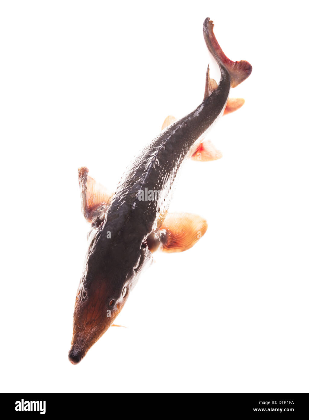 Raw sturgeon - luxury fish prepared for cooking, isolated Stock Photo ...