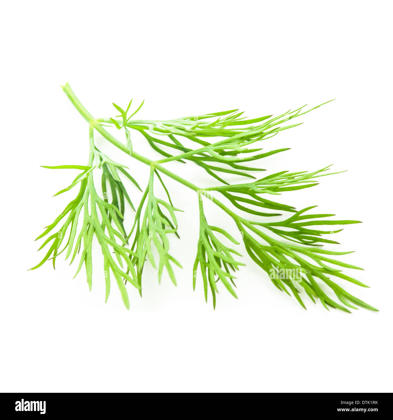 Fresh twigs of green dill isolated on white background Stock Photo - Alamy