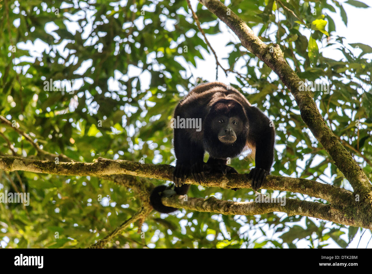 Howler monkey Alouatta in the wild Monteverde Costa Rica Stock Photo ...