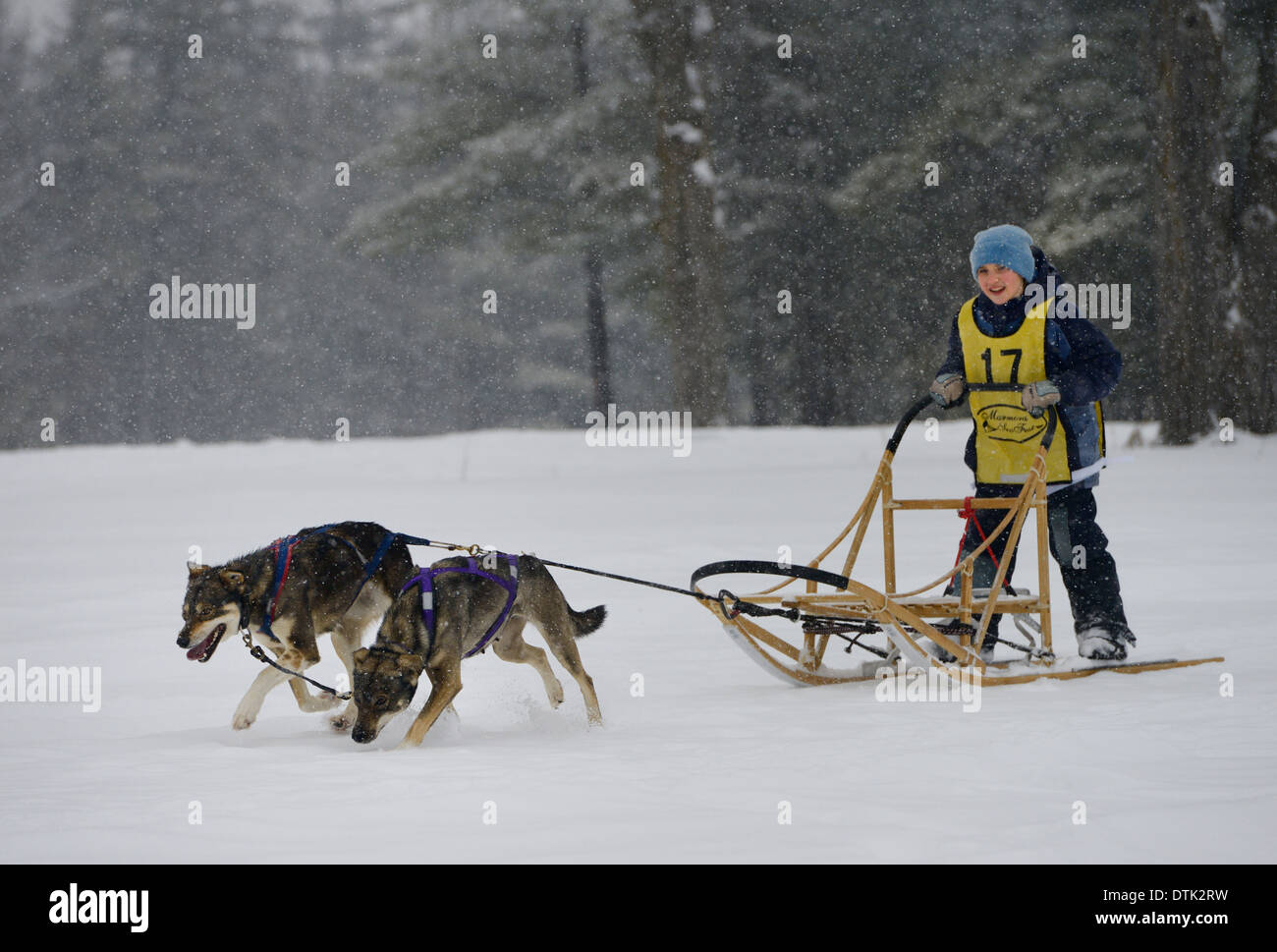 Young boy musher on sled at two dog sledding race event in winter at ...
