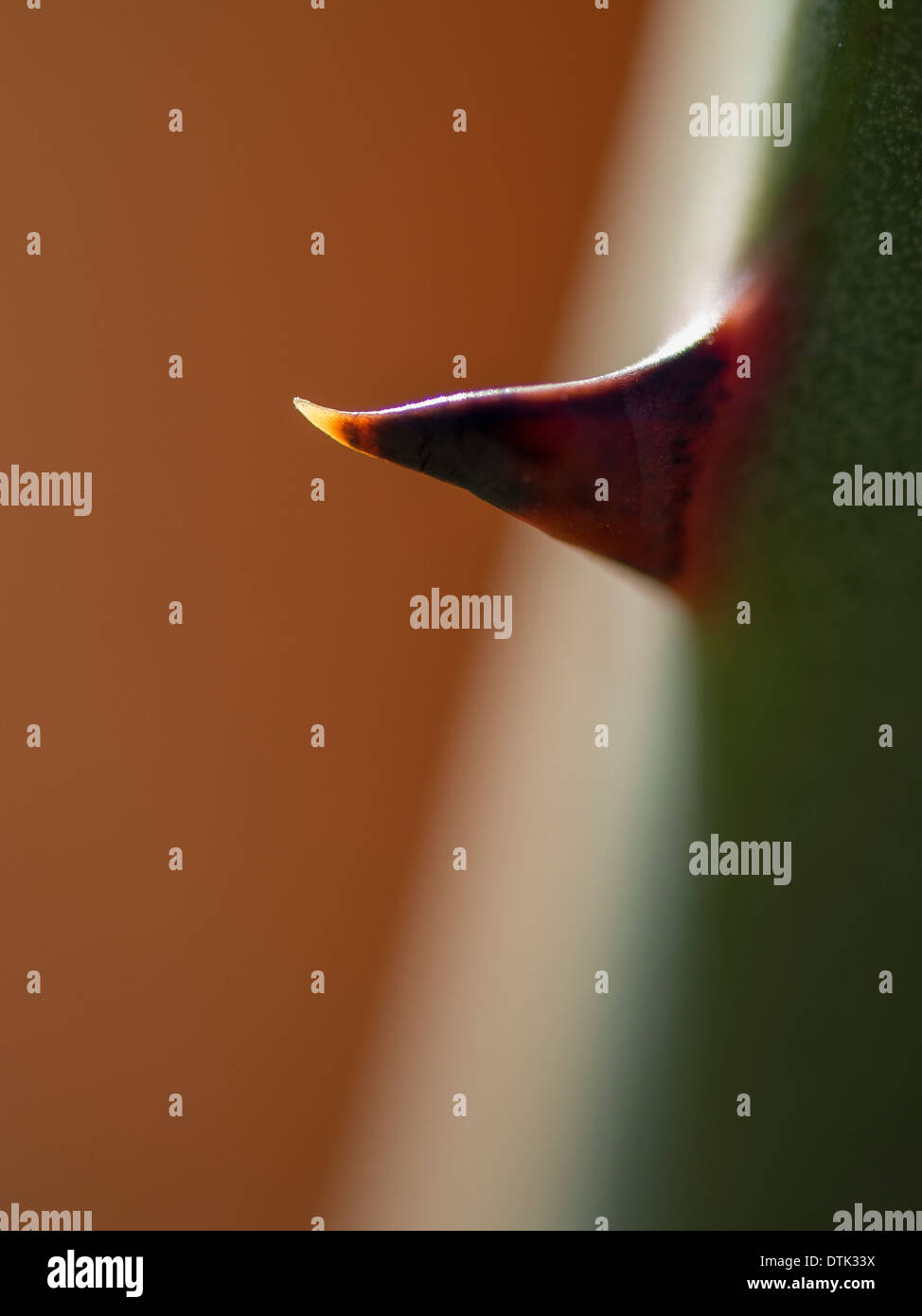 Green sharp point cactus hi-res stock photography and images - Alamy