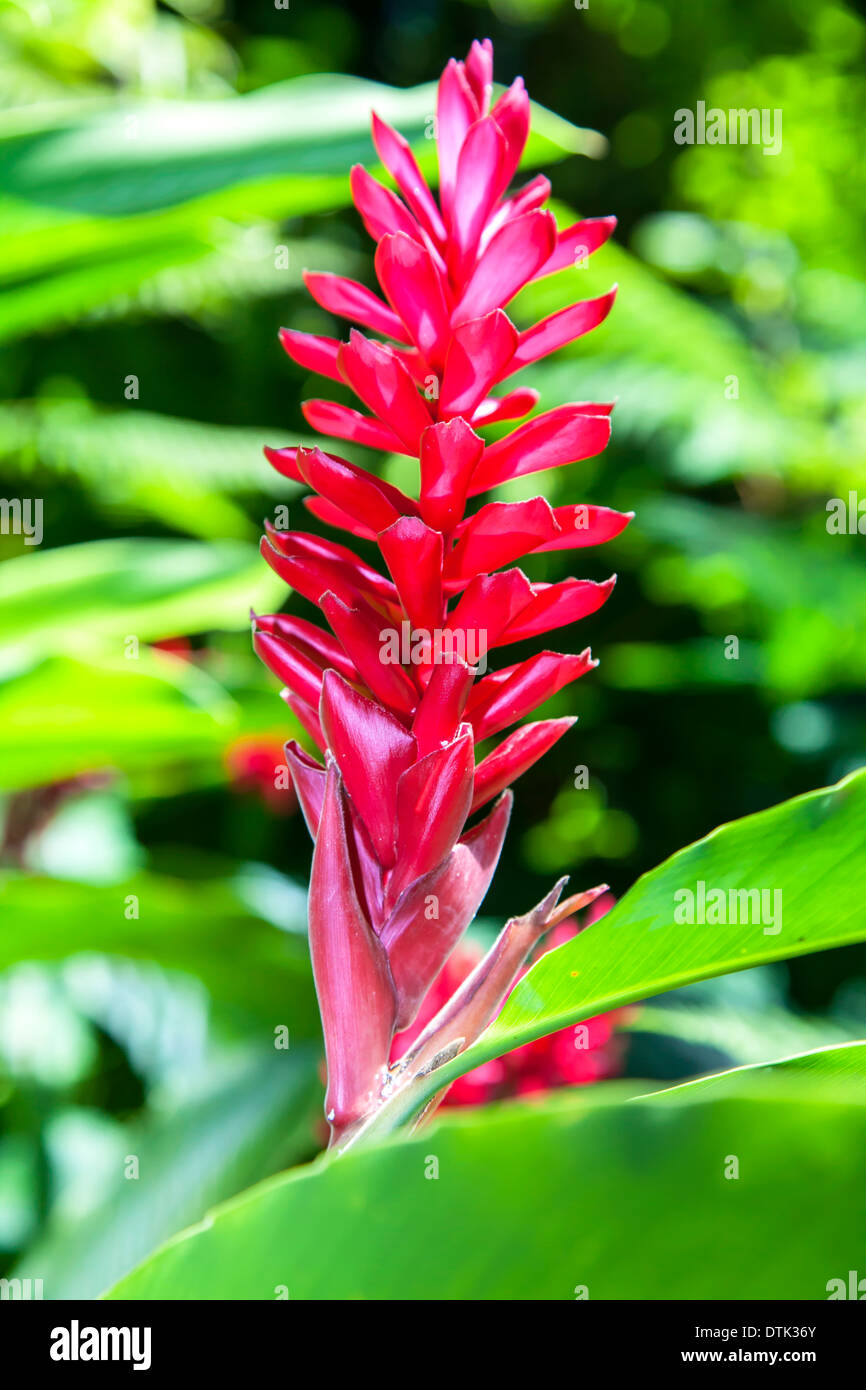 Tropical flowers in the Diamond Botanical Gardens, St Lucia, in the ...