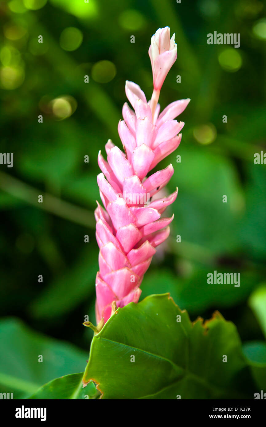 Tropical Flowers St Lucia High Resolution Stock Photography and Images ...