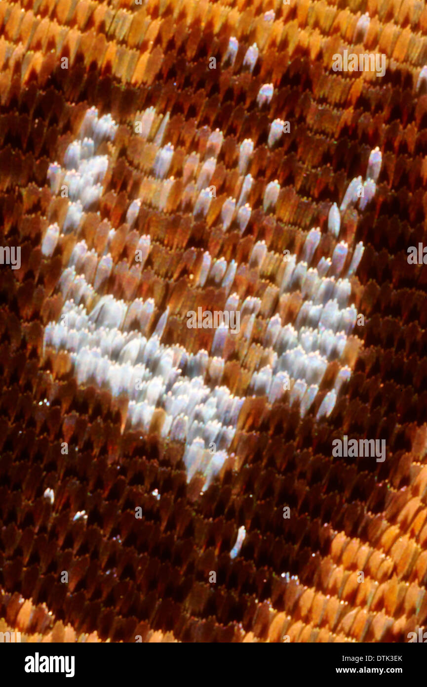 Wing design hi-res stock photography and images - Alamy